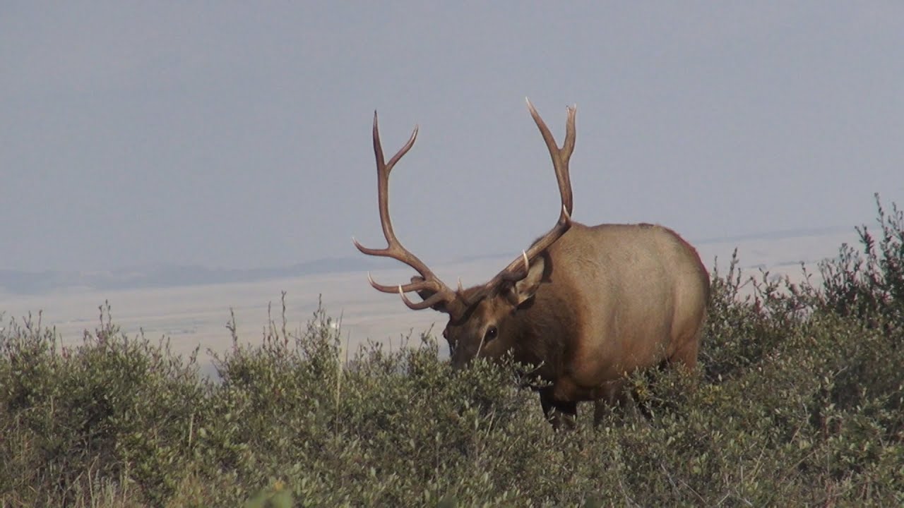 Heart Shot on this 2015 Colorado Elk - YouTube