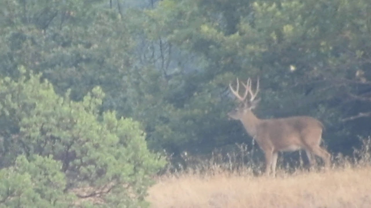 Big California Blacktail Deer- B Zone California hunting - YouTube