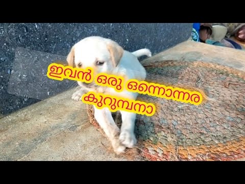 PART- I #puppies #nadan puppy #dog - YouTube