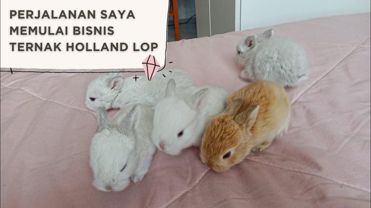 SEJARAH SINGKAT HOKA RABBIT - YouTube