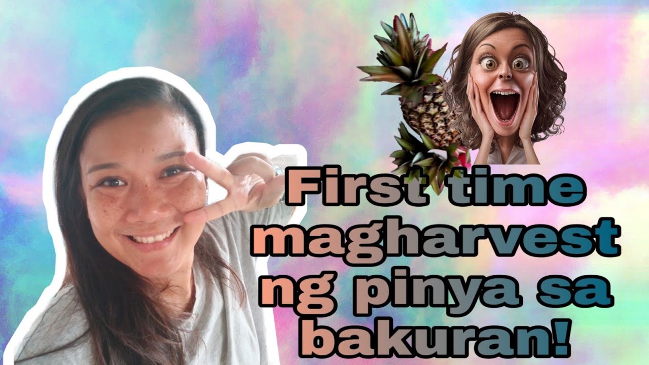 How to plant and harvest pineapple | First harvest ng pinya! Excited ...
