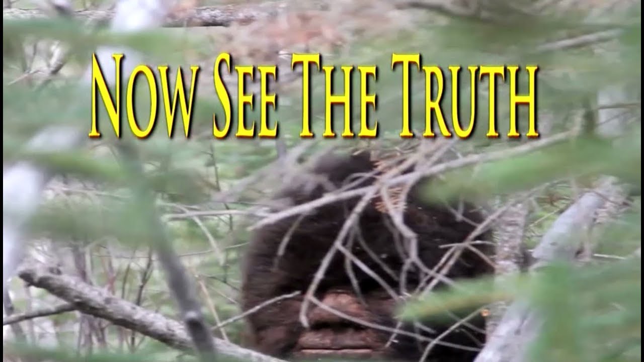 Tv show Films Bigfoot. Extraordinary Sasquatch video evidence - YouTube