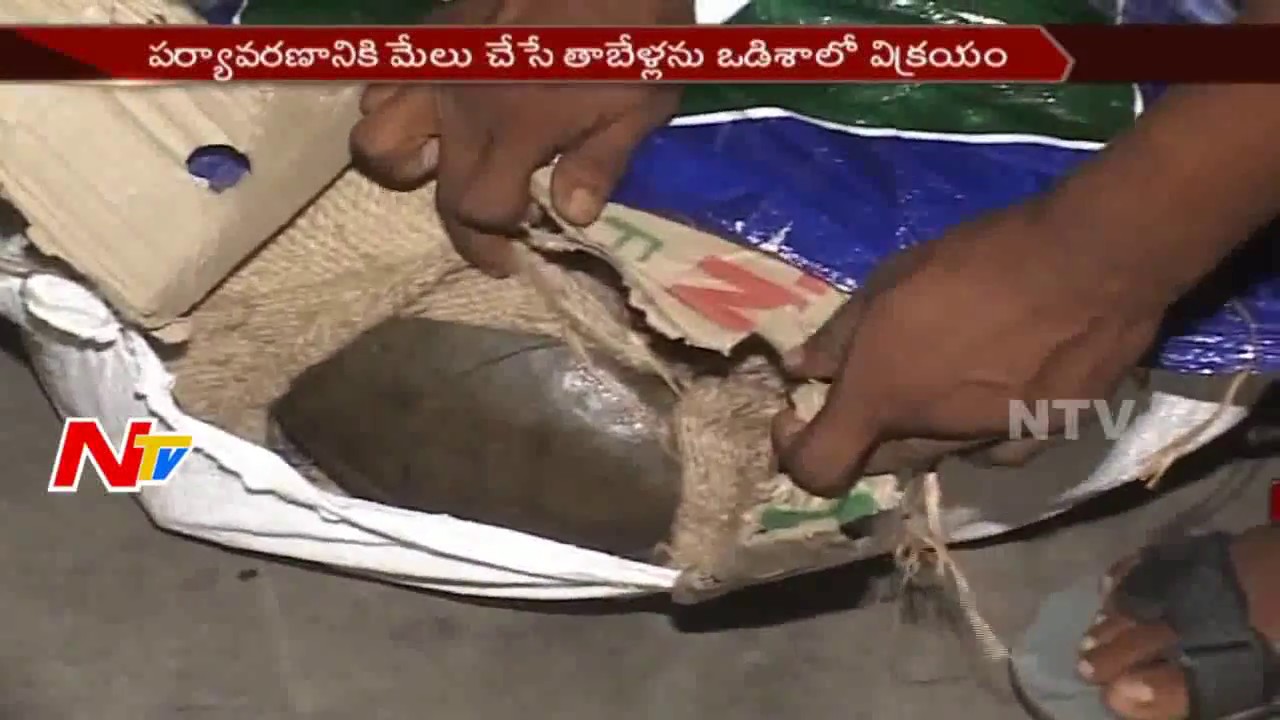 Turtle Mafia: Thugs Illegally Export Turtles || East Godavari || NTV ...