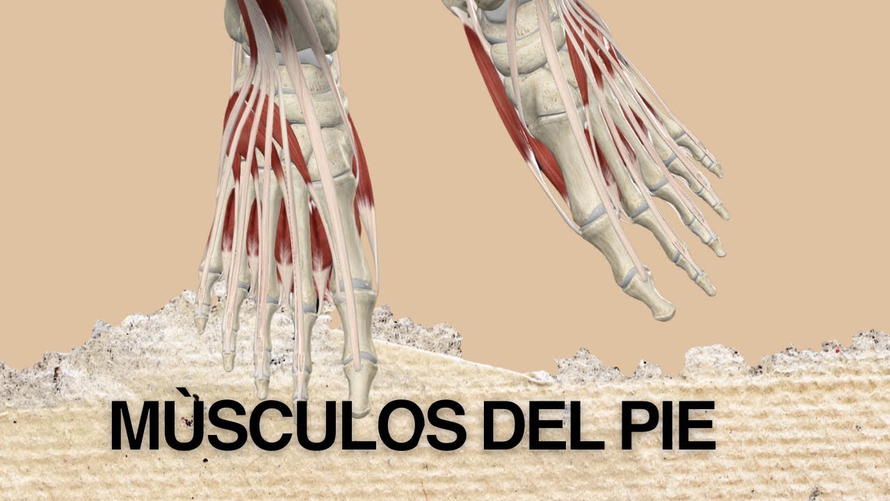 MÙSCULOS DEL PIE - YouTube