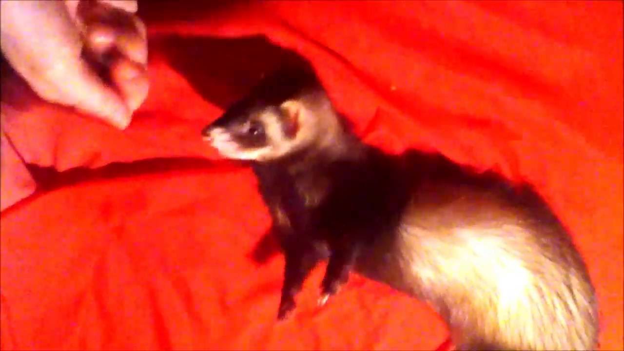ferret trick 160706 - YouTube