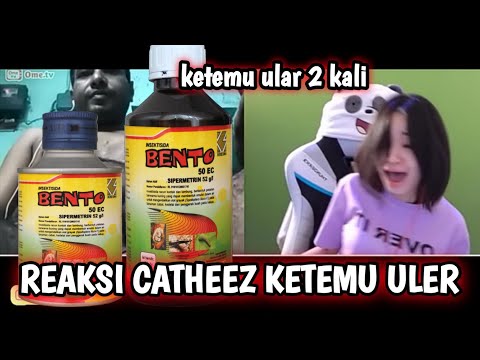 Reaksi Catheez ketemu ULAR KASUR di Ome TV