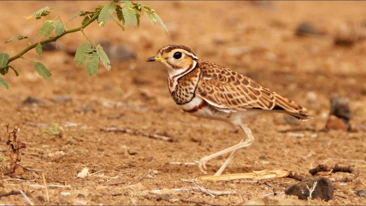 Three-banded Courser in Kenya - YouTube
