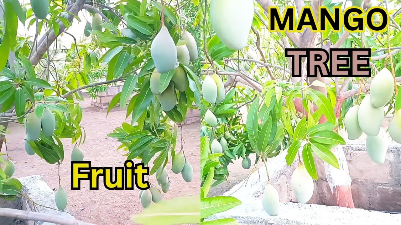 mango tree fruit variety|| farming planting, irrigation,fertilization ...