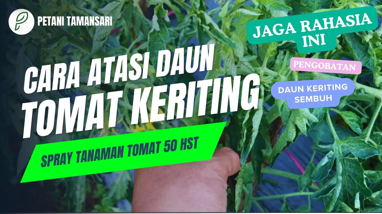 RAHASIA PENGENDALIAN TANAMAN TOMAT TERKENA DAUN KERITING,GUNAKAN BAHAN ...