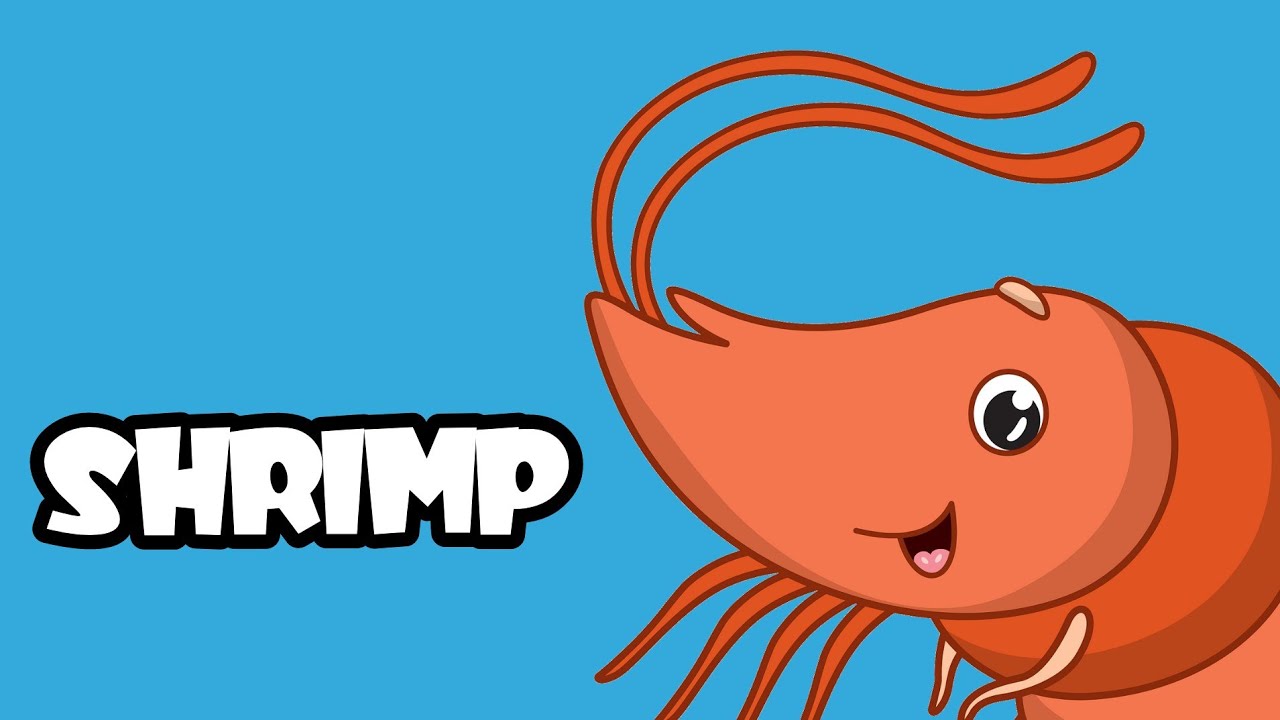 The Shrimp Song 🦐 - YouTube