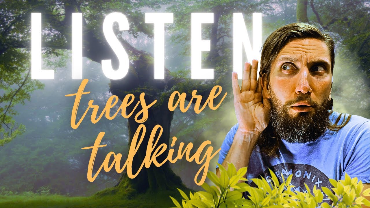 The Hidden Life Of Trees In British Columbia YouTube the-hidden-life-of-trees-in-british-columbia-youtube