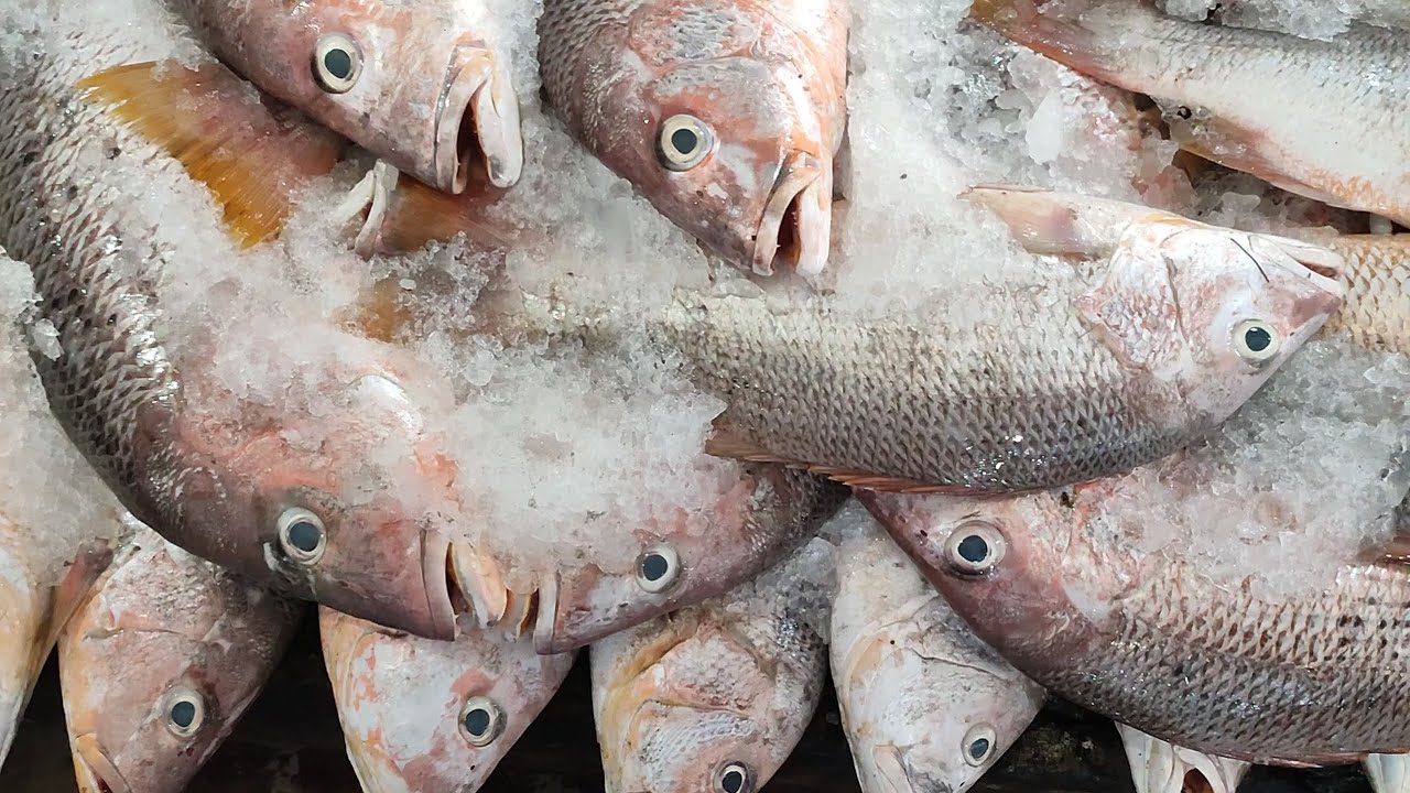 fish rates lates fish price and market info karachi fisheries latest ...