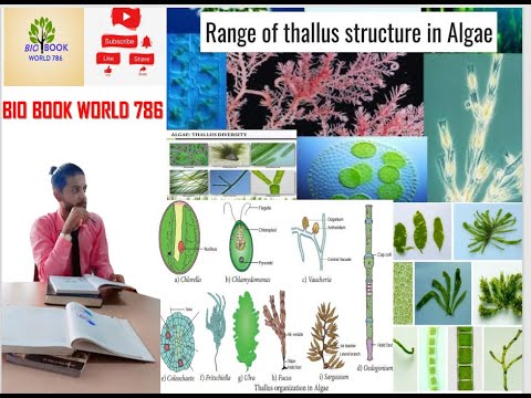 Thallus structure of Algae |Thallus organization |Range of thallus| Algae | Hindi |B.S| B.sc ...