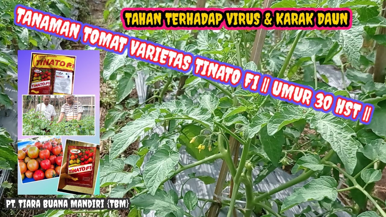 TANAMAN TOMAT VARIETAS TINATO F1 || TAHAN TERHADAP VIRUS & KARAK DAUN ...