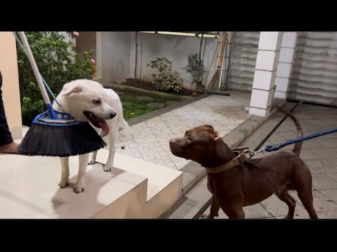 ANJING KINTAMANI VS PITBULL ‼️REAKSI MUSSO KETEMU KENTANG ‼️ - YouTube