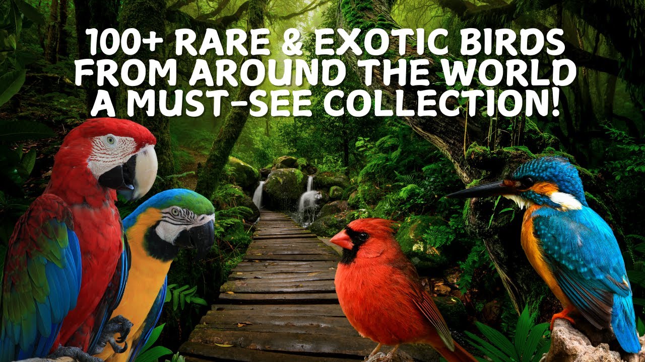 100+ Rare & Exotic Birds from Around the World – A Must-See Collection ...