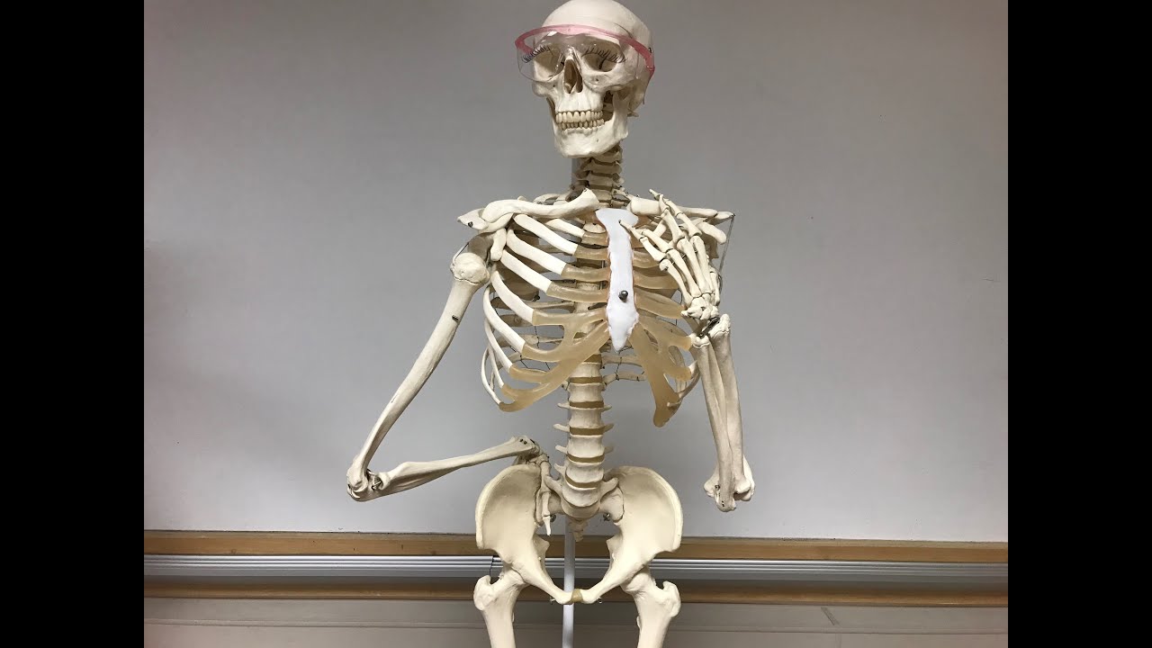 CCC Online Biology Lab - Bones of the Articulated Skeleton Model - YouTube