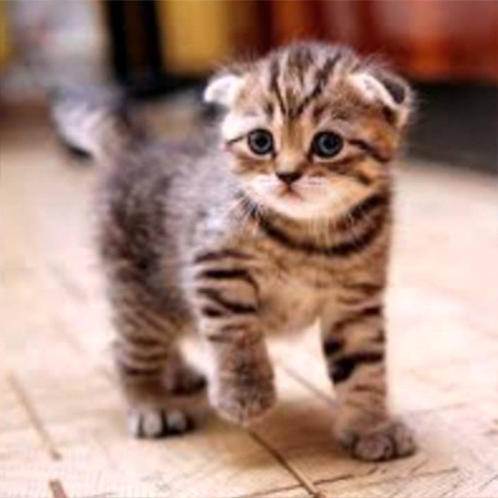 Animaux les plus mignons du monde. - YouTube