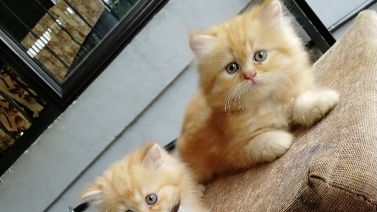 Kittens - YouTube