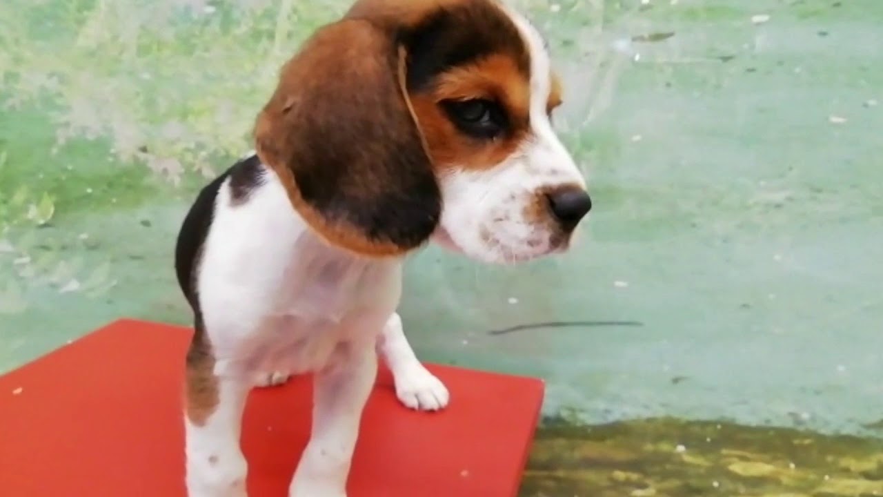 Cachorro Beagle Macho Aquanatura Barcelona - YouTube