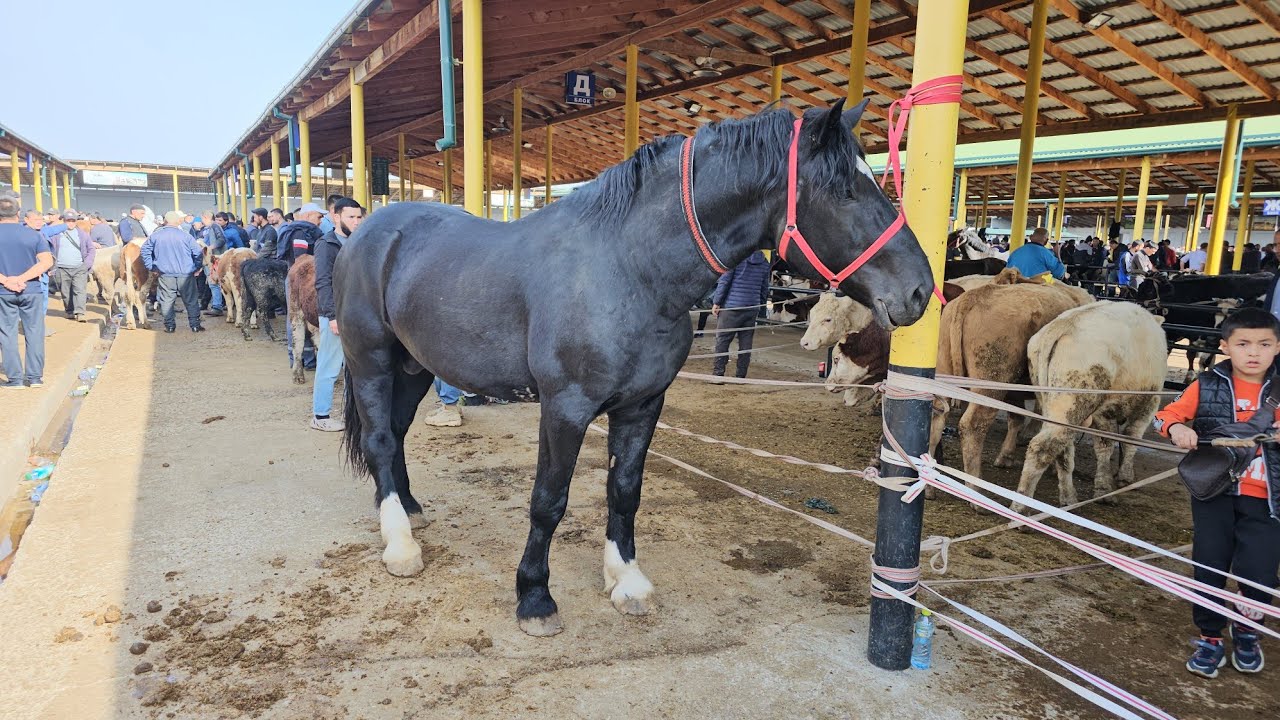 PLATINA OT BOZOR! OTLAR TOYLAR NARXLARI BILAN TANISHIN! HORSE MARKET ...