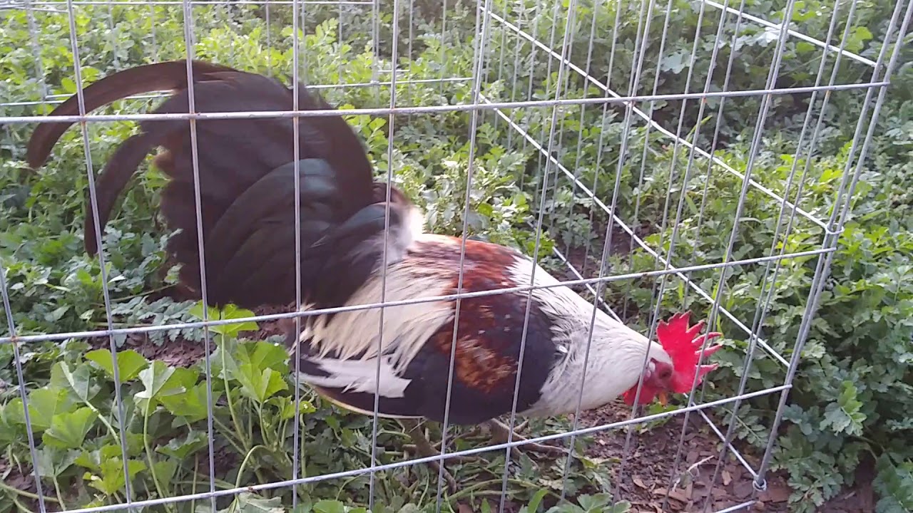 Miniature gray gamefowl - YouTube