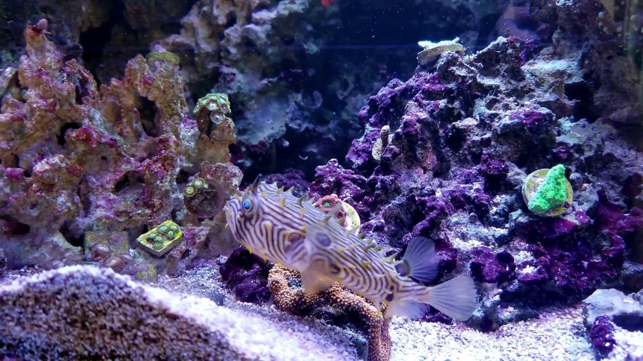 Spiny Box Puffer - YouTube