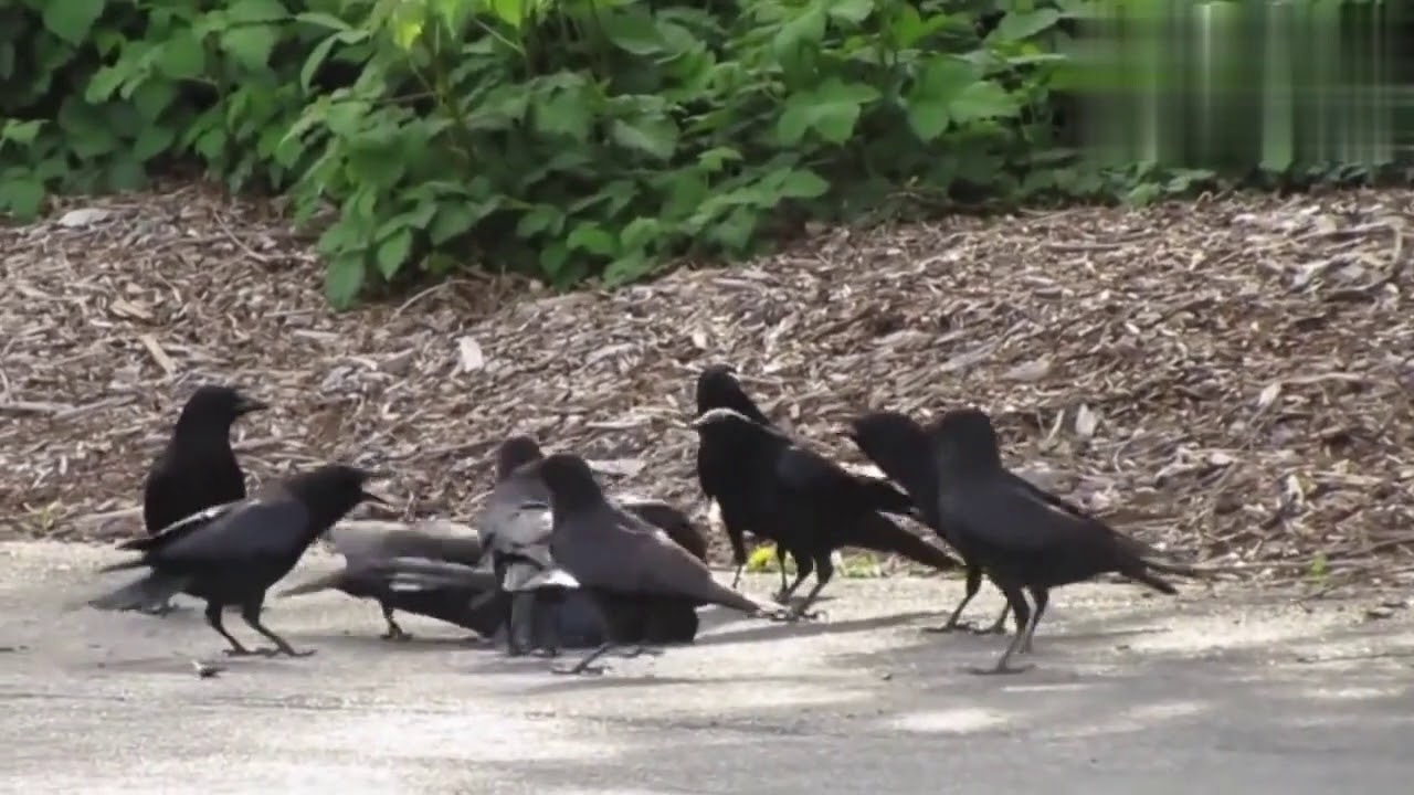 Crow in the street gang war, very interesting ... - YouTube
