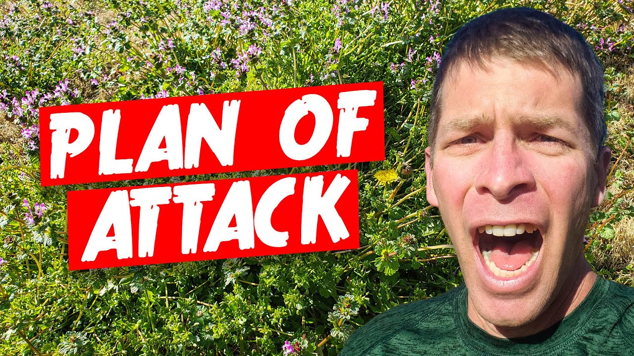 Nightmare Ugly Lawn Full of Weeds with Multiple Grass Types - YouTube
