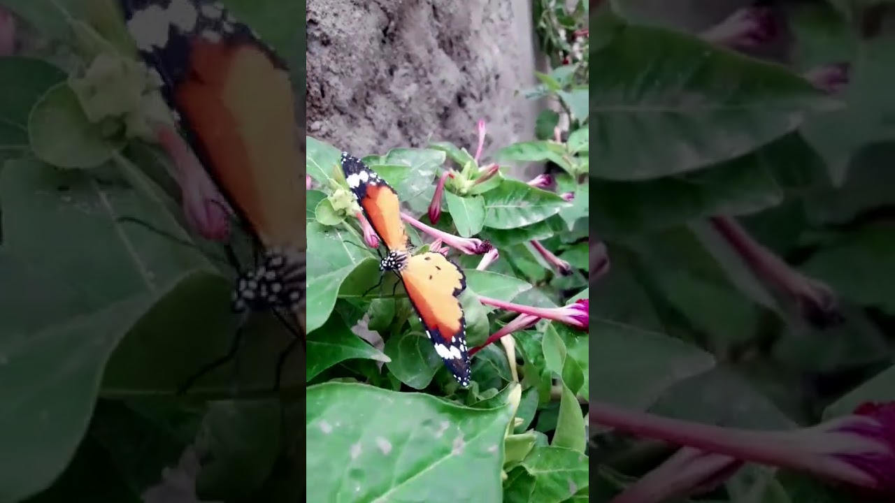 Batter fly 🦋🦋🦋 and - YouTube