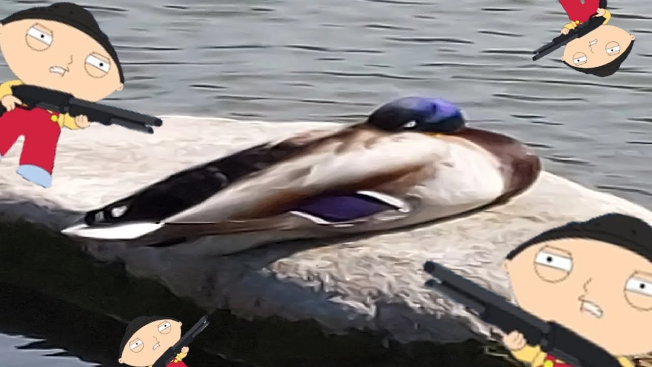 Stewie is scared of Lean Duck - YouTube