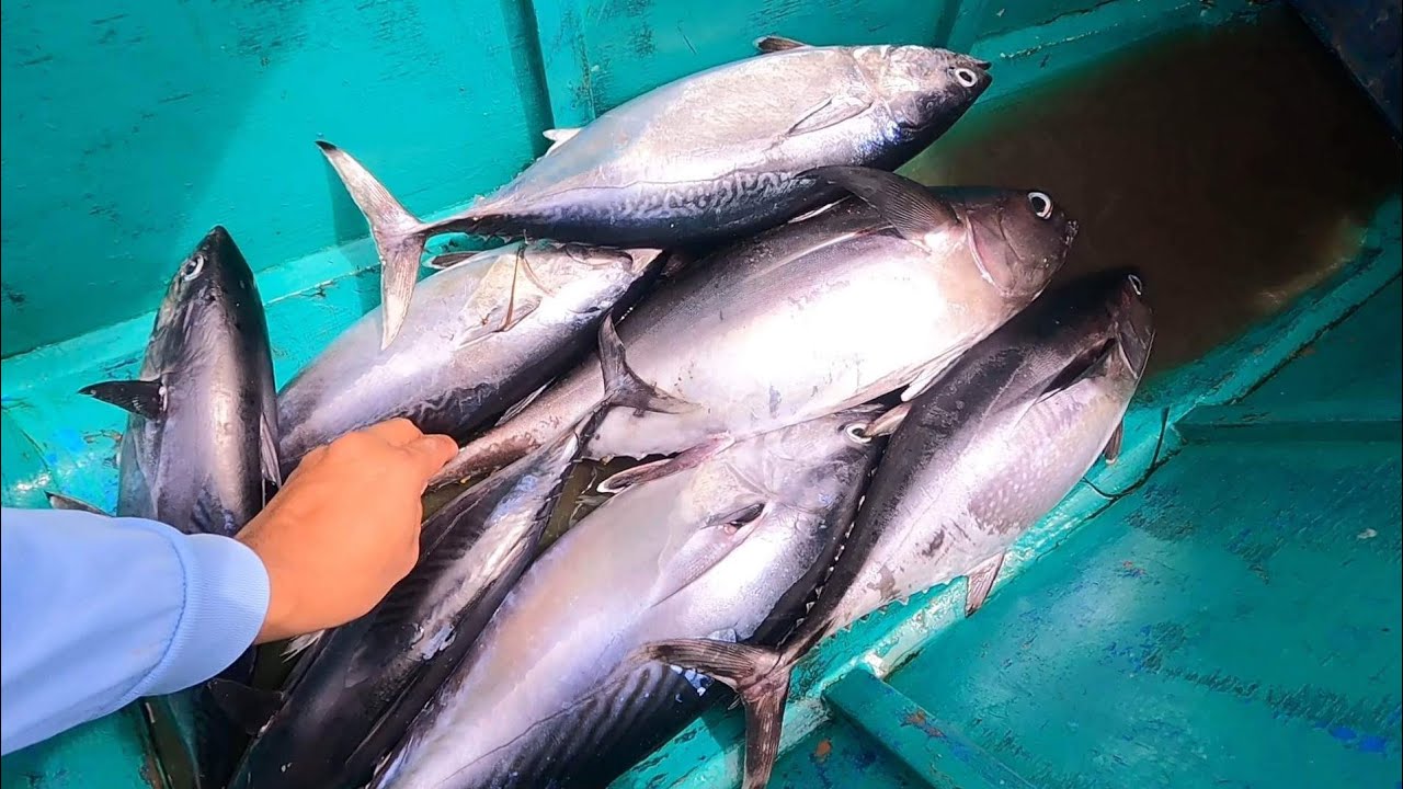 Malalaking Tulingan at Tuna nahuli sa panglalabay - YouTube