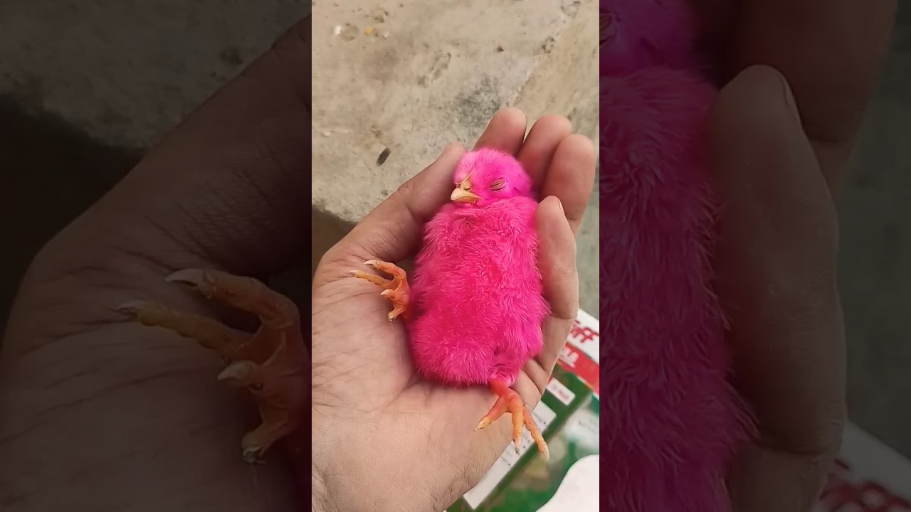 so cute #chick #chooza - YouTube