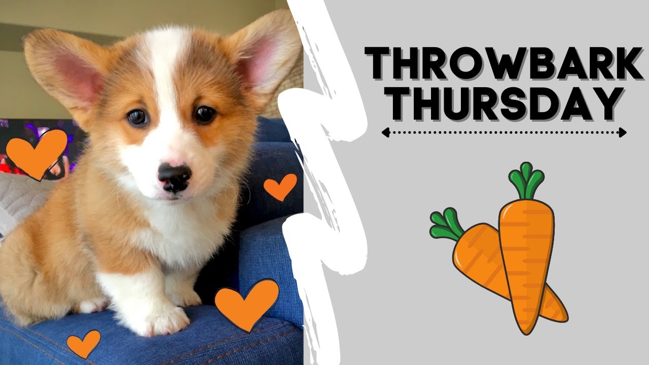 THROWBARK THURSDAY with corgi puppy! #shorts - YouTube