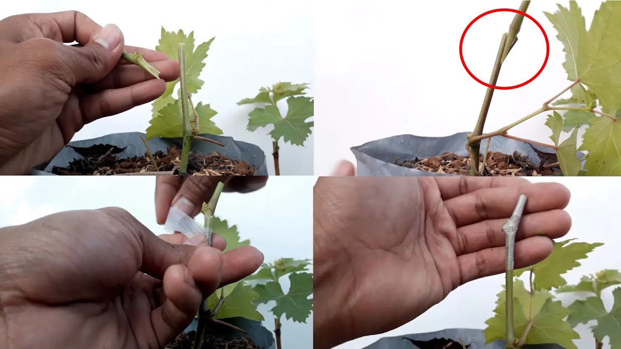 cara mudah grafting,stek, anggur import @antontuban3952 - YouTube