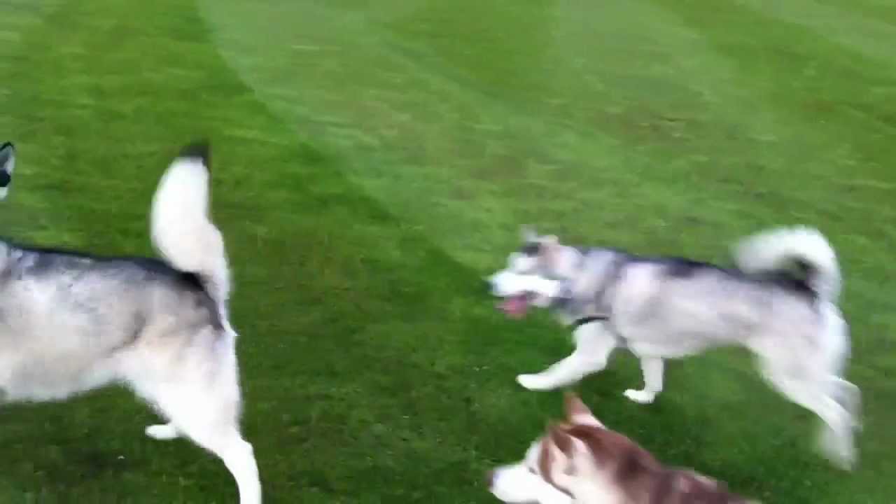 Huskies Playing Rough - YouTube