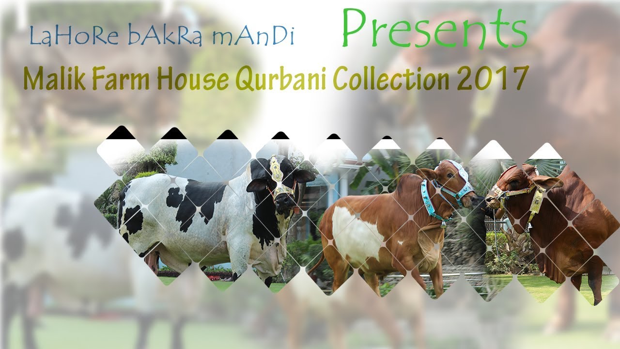 Malik Farm House Qurbani Collection 2017 || 2k17 || LaHoRe bAkRa mAnDi ...
