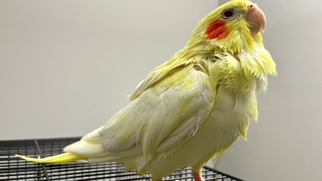 Dusty Cockatiel Showering - YouTube