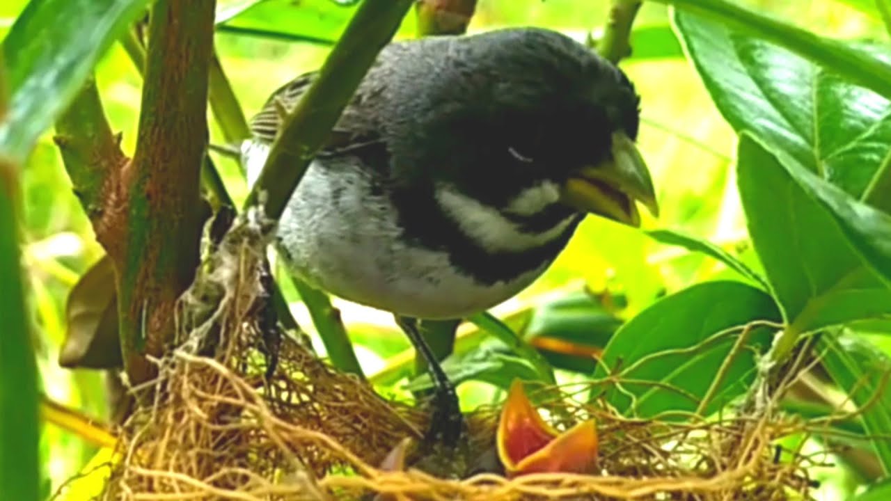 casal de coleiro alimentando os filhotes na natureza - YouTube
