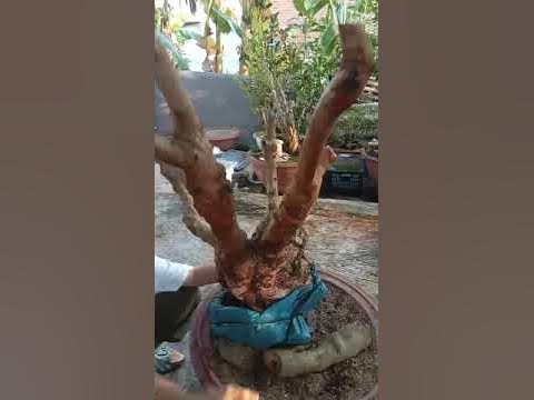 ((dx))7m663 gl cây sim tím 850k lh0707713796khuongb0nsa - YouTube