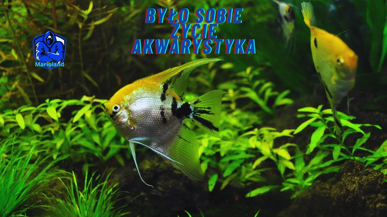 BYŁO SOBIE ŻYCIE AKWARYSTYKA - YouTube Music