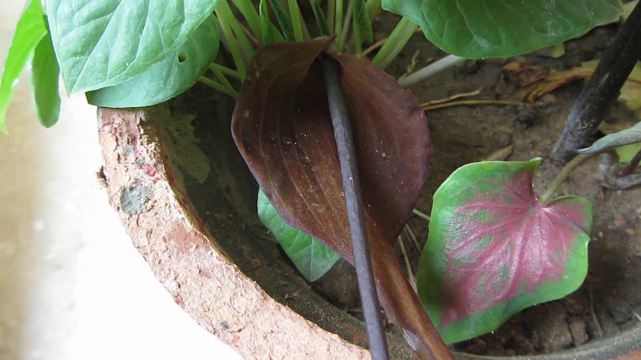 One of the Creepiest Flower in the World | Arum Palaestinum - YouTube