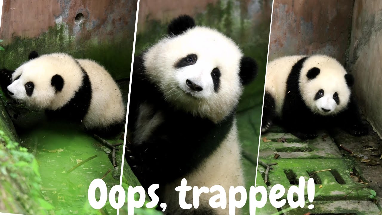 Panda HE HUA - trapped in the trench, waiting for rescue. - YouTube