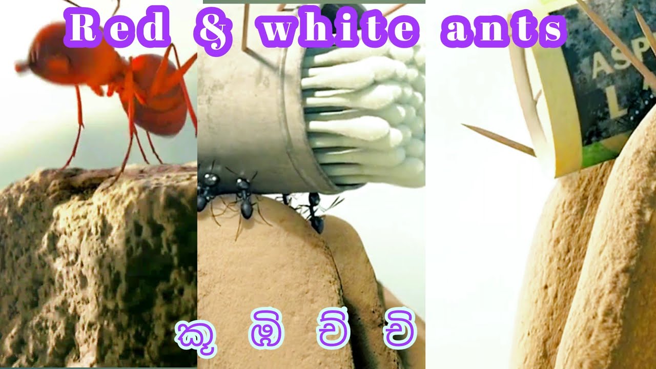 𝐊𝐮𝐛𝐢𝐜𝐡𝐜𝐡𝐢 𝐓𝐡𝐞𝐦𝐞 𝐒𝐨𝐧𝐠 -- කූඹිච්චි ගීතය -𝐬𝐢𝐧𝐡𝐚𝐥𝐚 𝐊𝐢𝐝𝐬 𝐒𝐨𝐧𝐠 #𝐬𝐢𝐧𝐡𝐚𝐥𝐚𝐬𝐨𝐧𝐠𝐬 ...