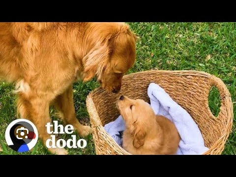This Dog ls OBSESSED With FindingThe Biggest Stick | The Dodo - YouTube