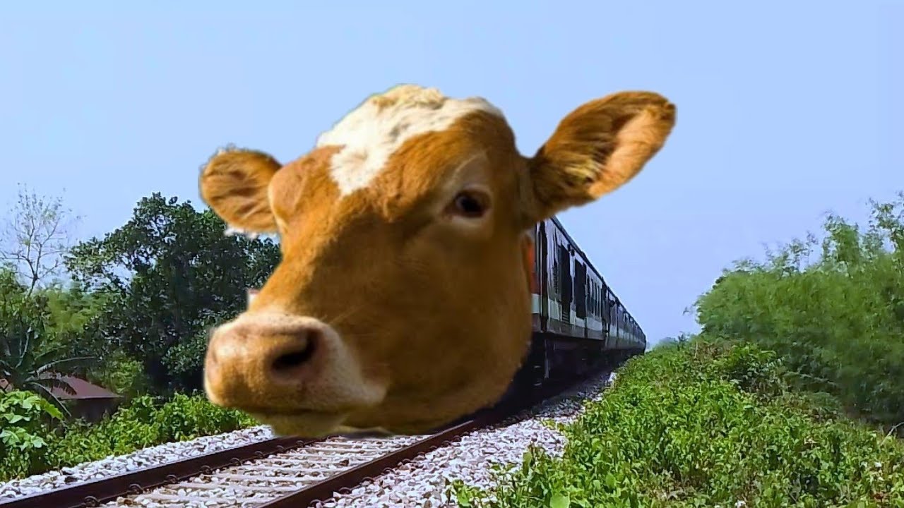 Cow train 🐄/big train 🤣 - YouTube