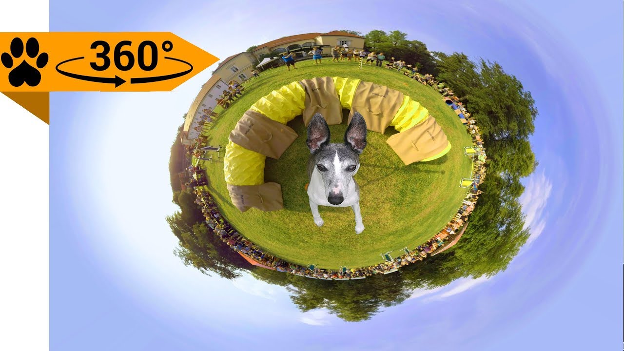 VR 360° Video | Dog Agility Performance - YouTube