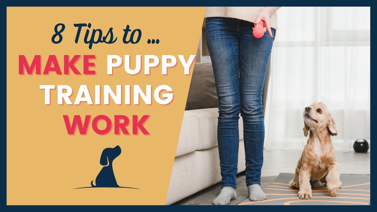 Puppy Training for Beginners - YouTube