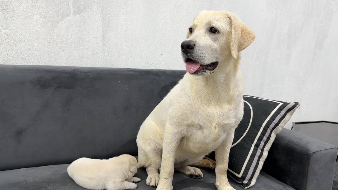 Labrador Retriever scared when meeting puppies - YouTube