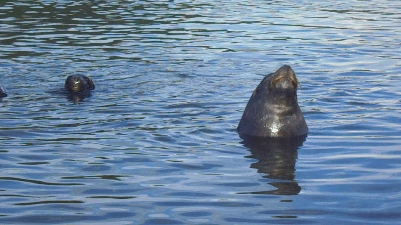 Sea Wolves In A Pack playing in the water - Puerto Montt Chile - YouTube